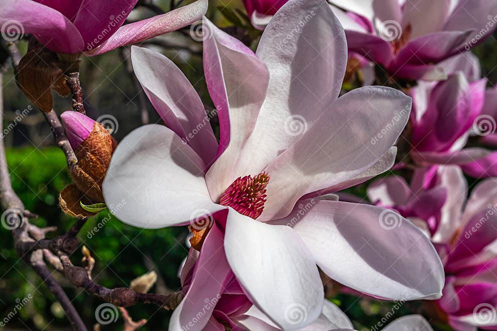 Magnolia Tree in Bloom in Early Spring Stock Photo - Image of island ...
