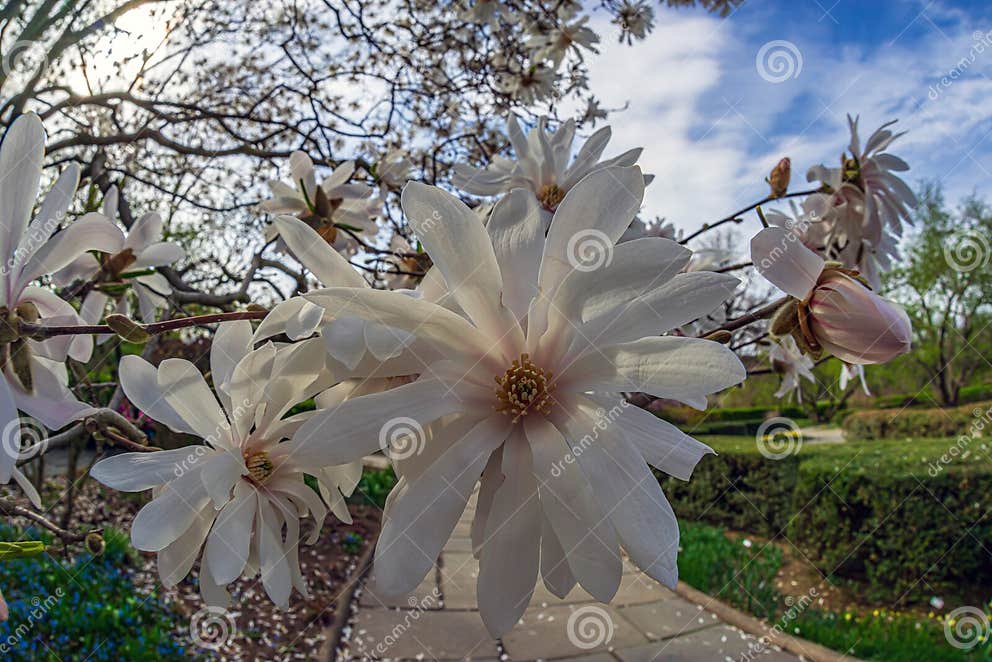 Magnolia Tree in Bloom in Early Spring Stock Photo - Image of ...