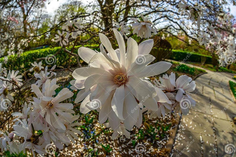 Magnolia Tree in Bloom in Early Spring Stock Photo - Image of central ...