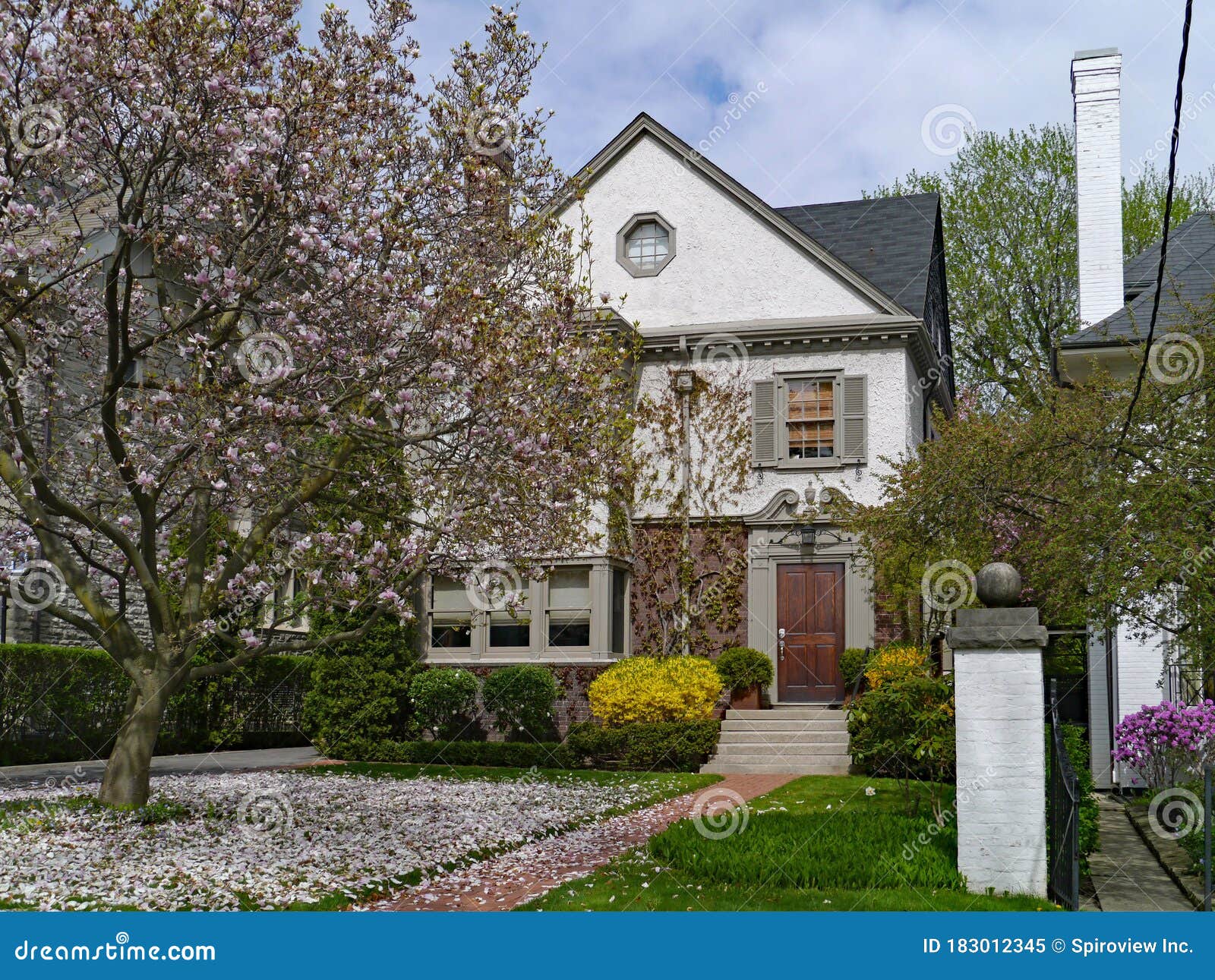 Magnolia Tree in Bloom in Front Yard Stock Image - Image of blooming ...