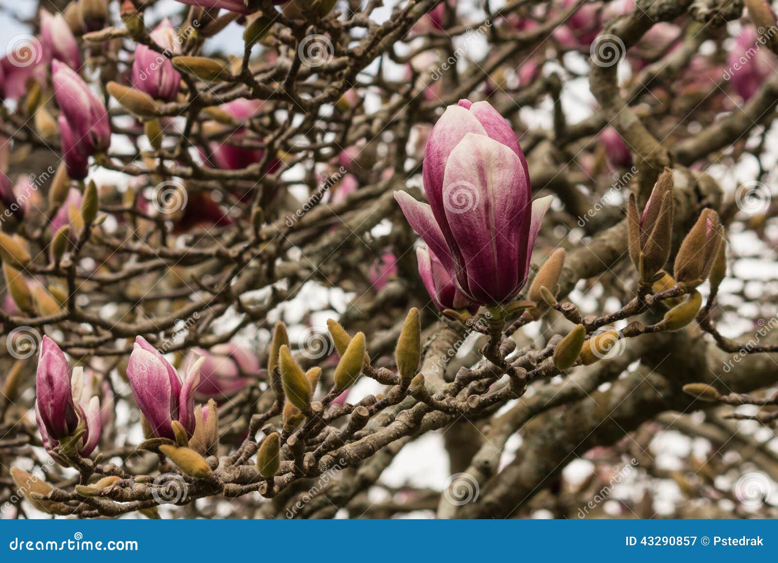 Magnolia tree in bloom stock image. Image of springtime - 43290857