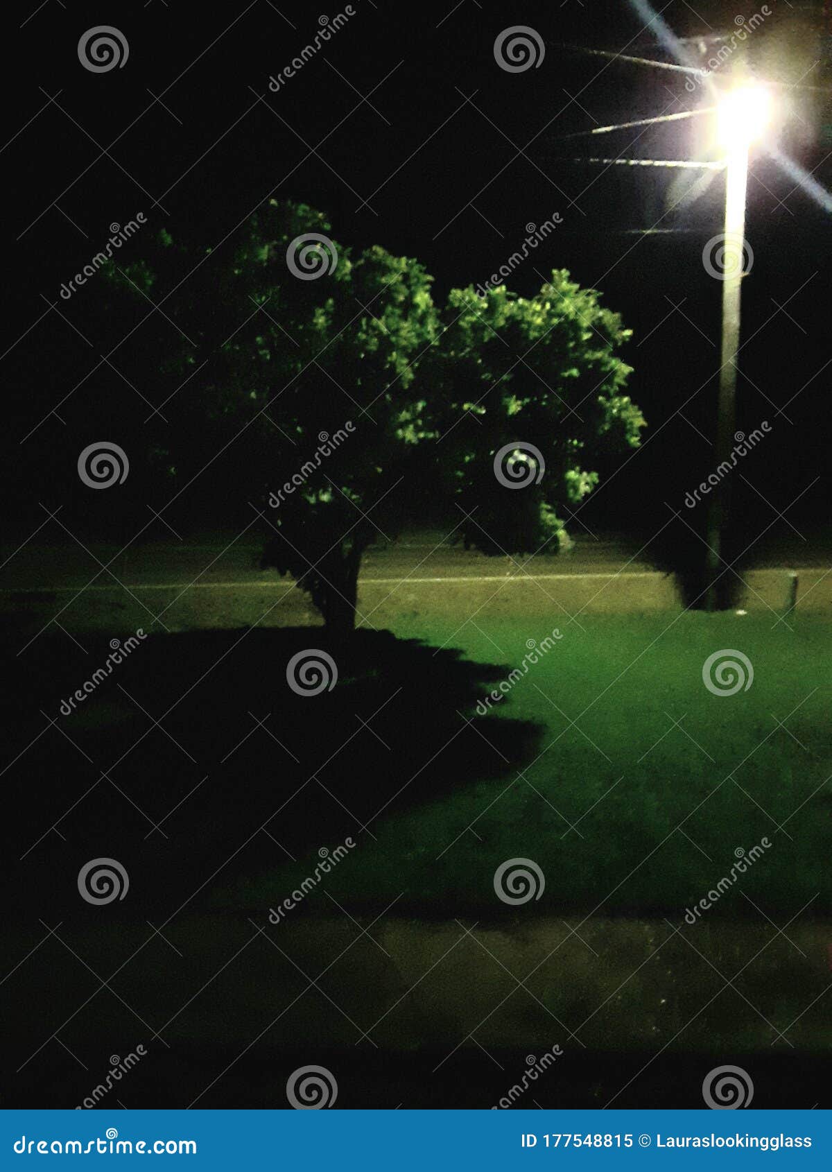 Magnolia Tree Blooming Front Yard View at Night Stock Image - Image of ...