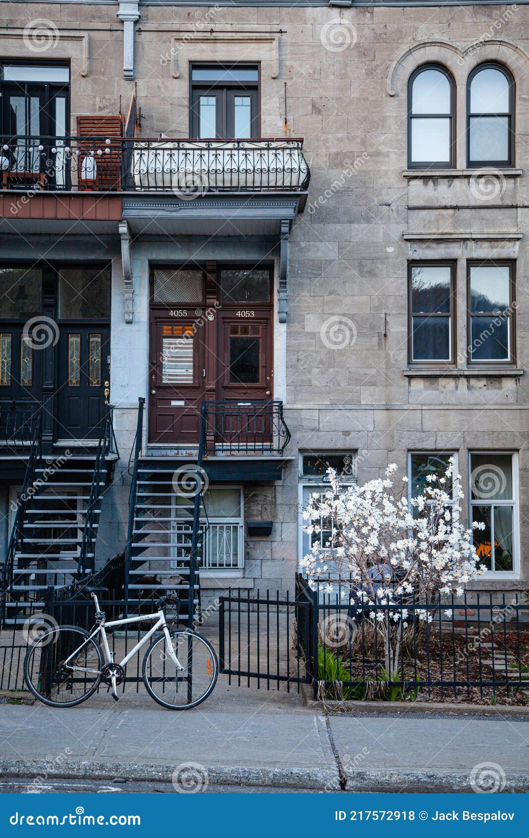 Magnolia Tree Blooming in Montreal Stock Photo - Image of magnolia ...