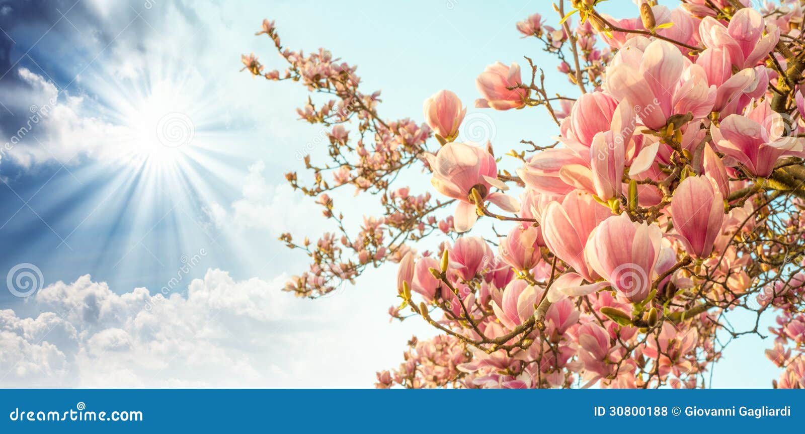 Magnolia Tree Blossom with Colourful Sky on Background Stock Photo ...