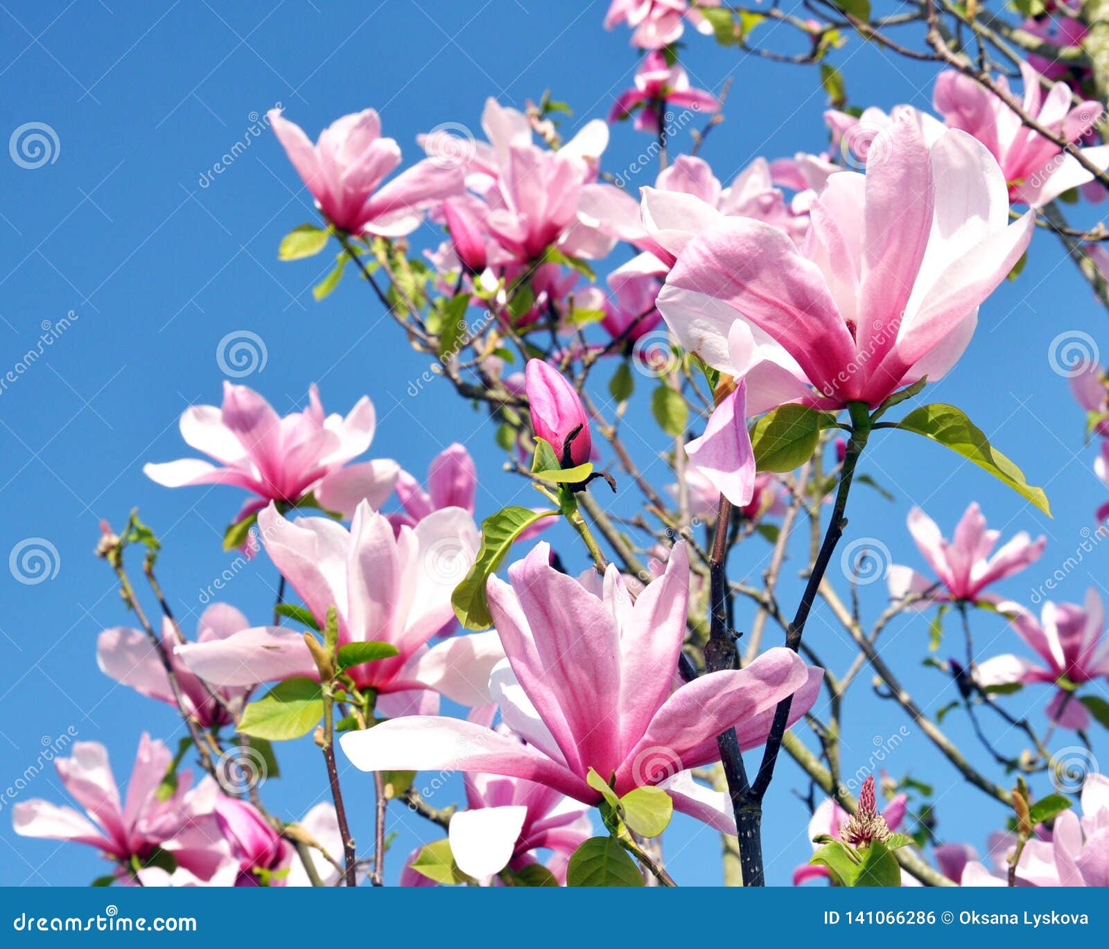 Magnolia Tree Blossom. Magnolia Susan, Pink Flowers Stock Photo - Image ...