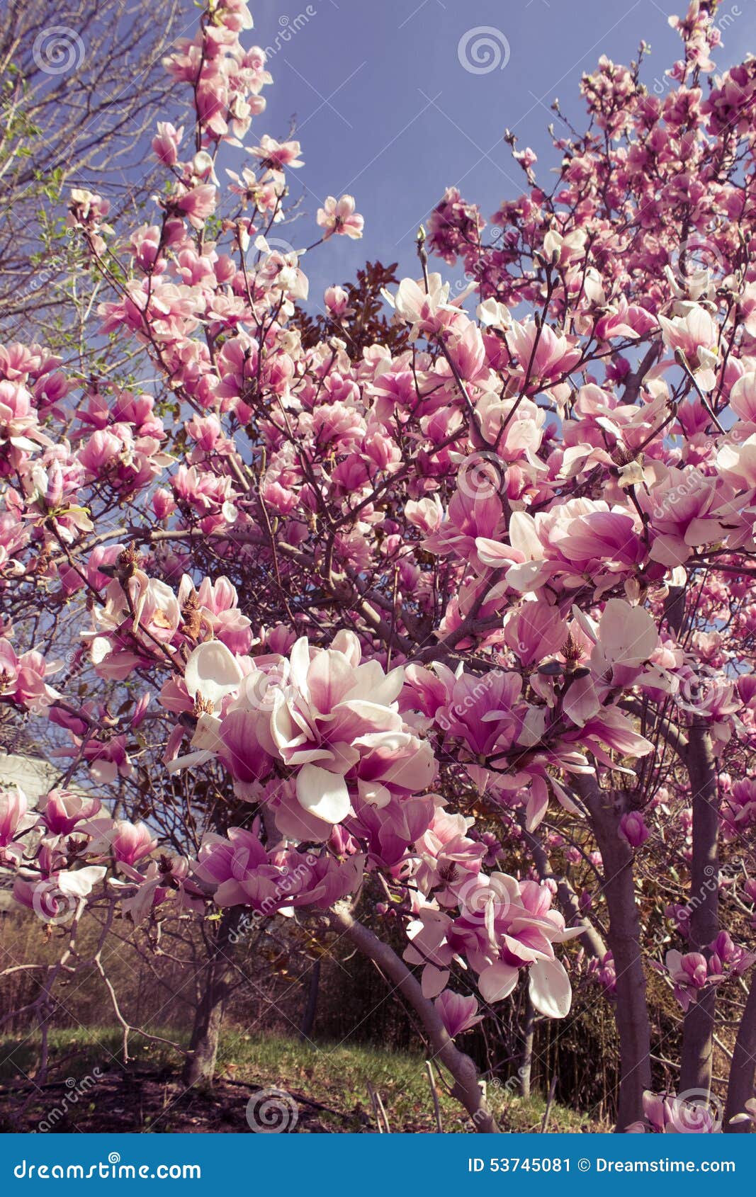 Magnolia Tree Blossoming stock image. Image of april - 53745081