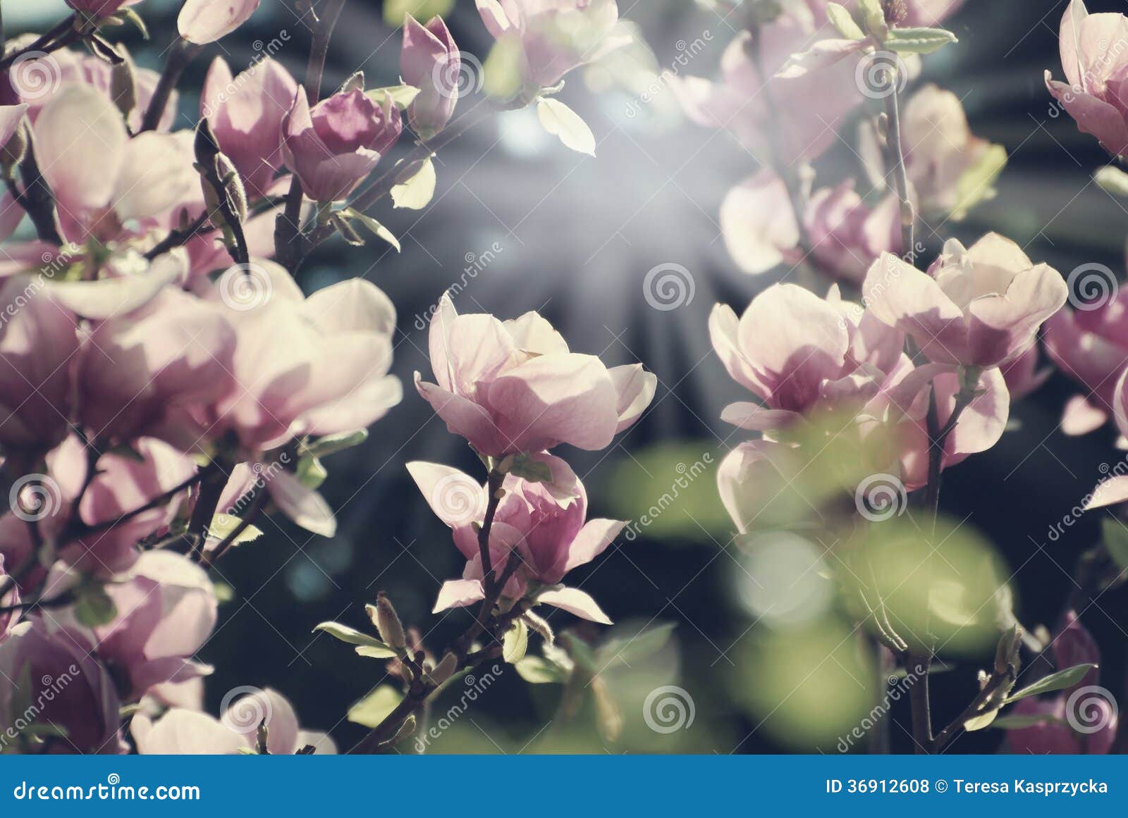 Magnolia Tree with Blossoms Stock Photo - Image of sunny, spring: 36912608