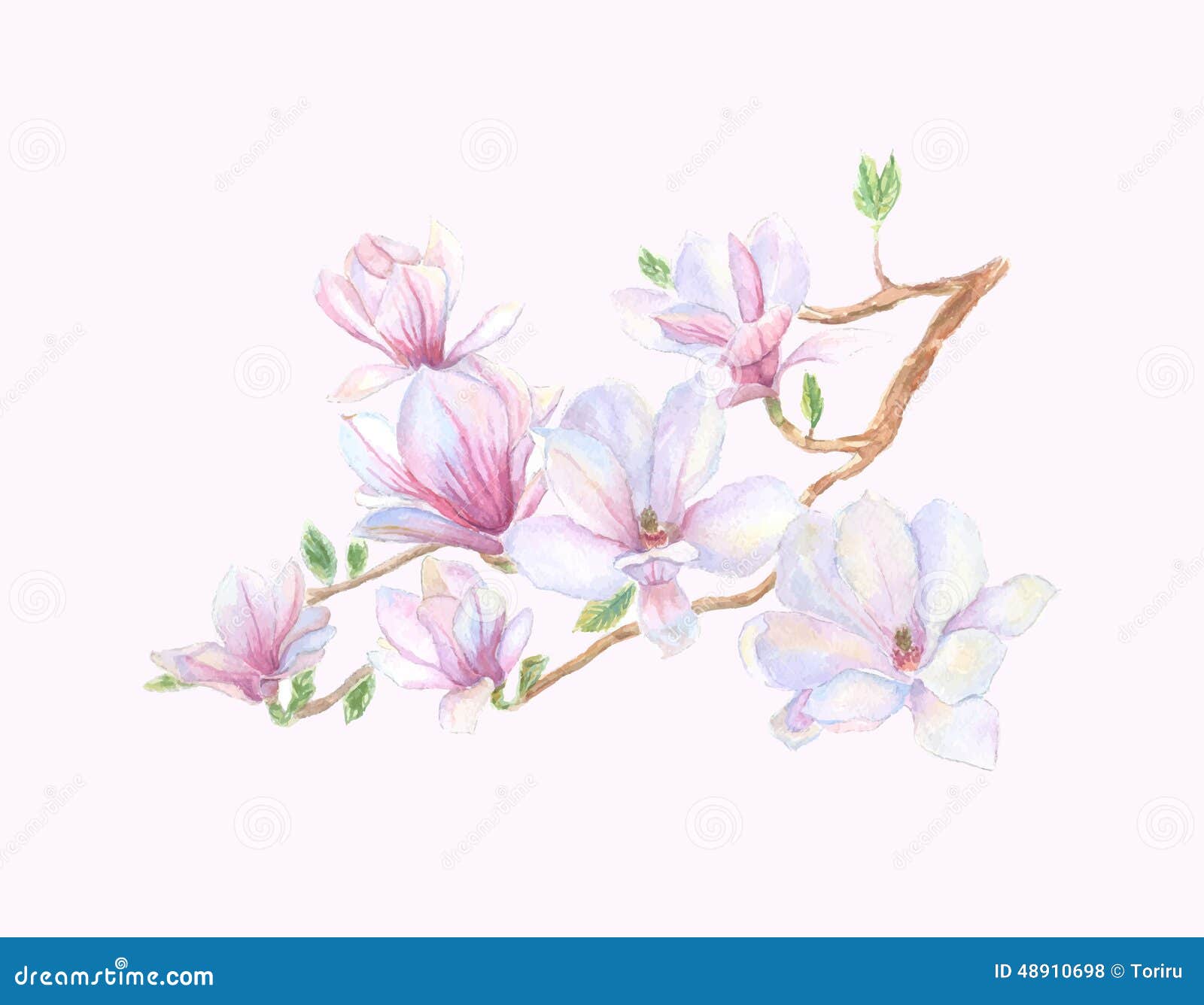 Magnolia Tree Magnolia Grandiflora L. Silhouette Vector Illustration ...