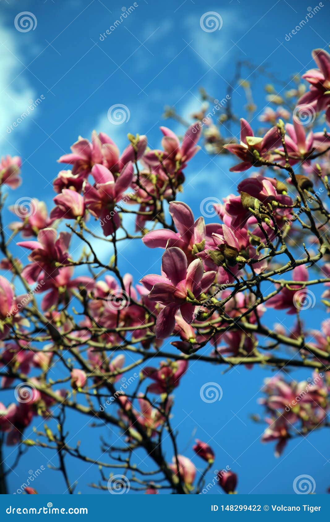 Magnolia Tree and Blue Sky stock photo. Image of tree - 148299422