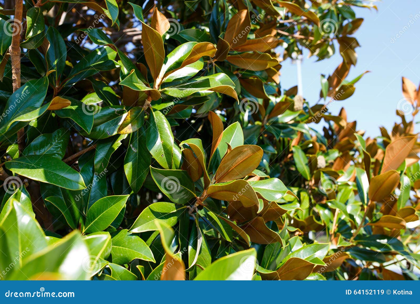 Magnolia Tree Branches without Flowers in Autumn Stock Image - Image of ...