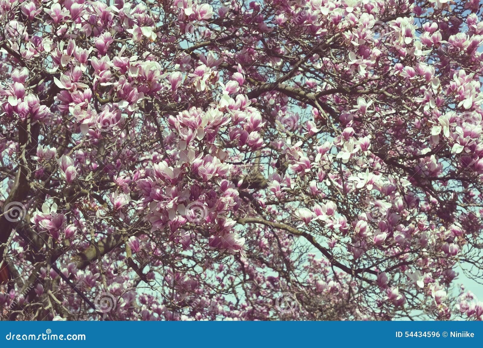 Magnolia Tree Branches Full of Flowers Stock Photo - Image of flowers ...
