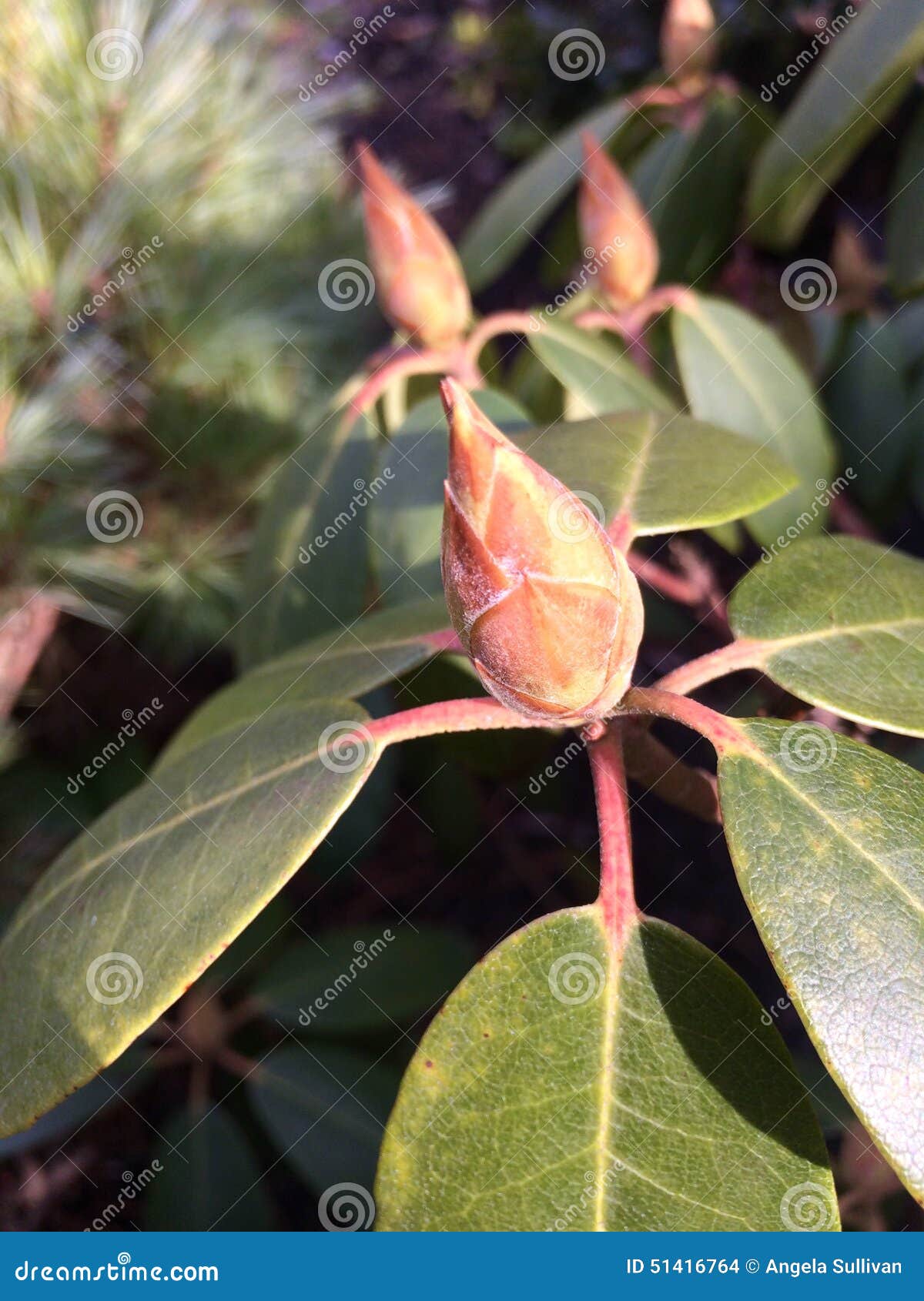 Magnolia tree buds stock photo. Image of buds, magnolia - 51416764