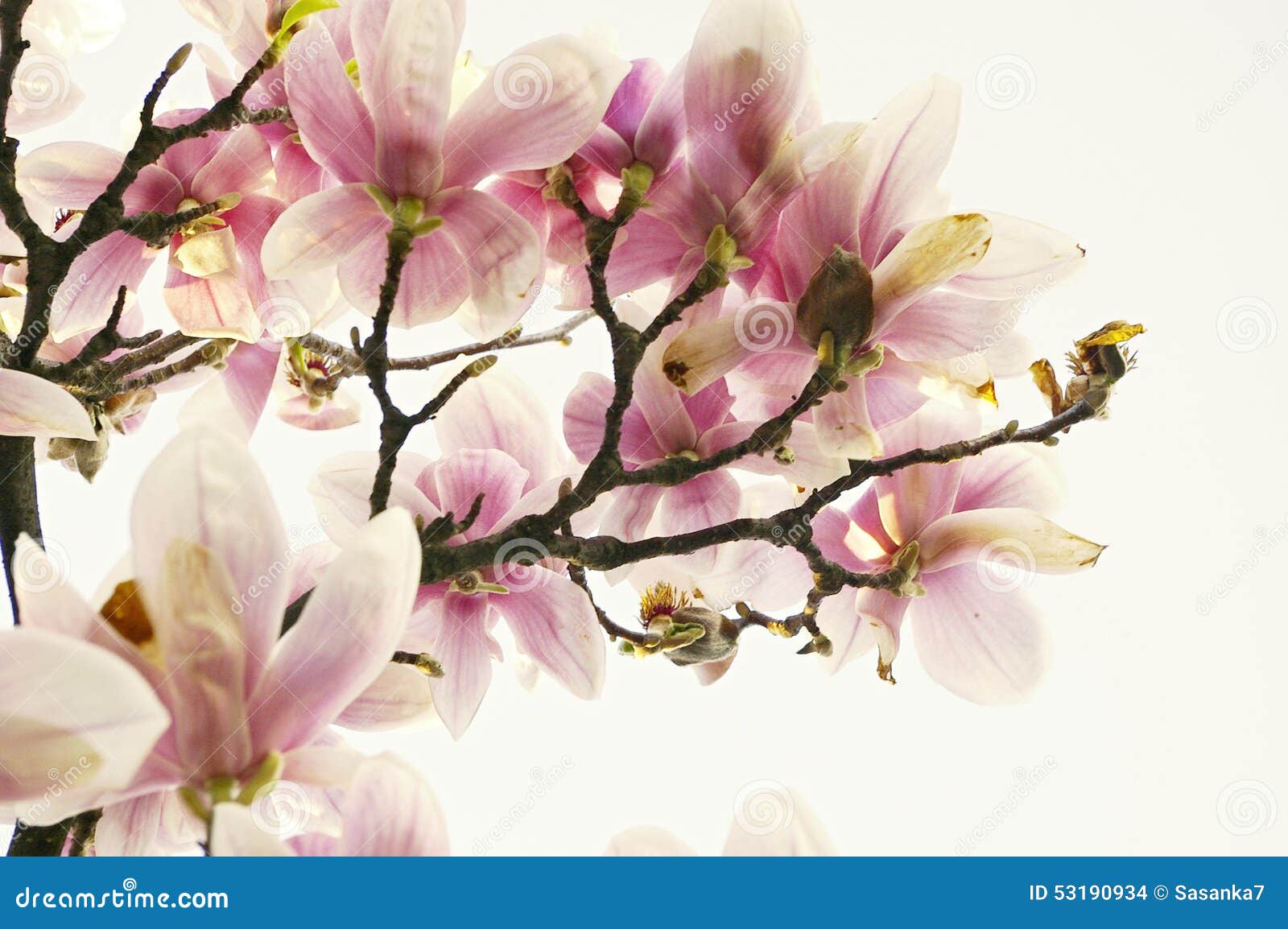 Magnolia tree stock photo. Image of plant, flower, beautiful - 53190934