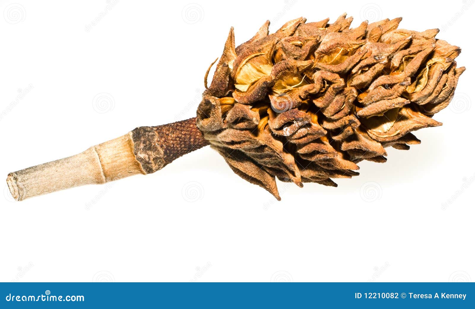 Magnolia Tree Cone stock photo. Image of white, native - 12210082