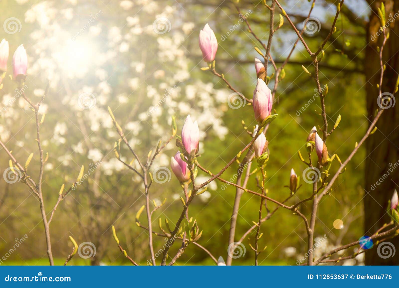 Magnolia Tree with Flower Buds. Flowering in the Spring Stock Image ...