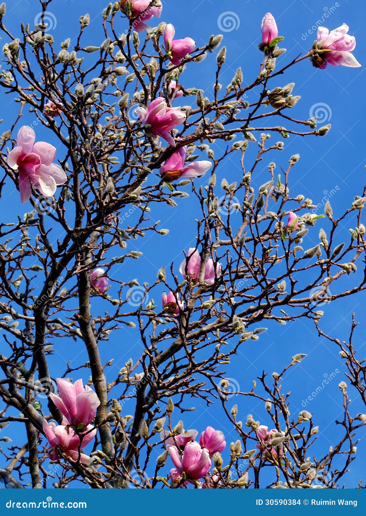 Magnolia Tree and Flowers stock photo. Image of fresh - 30590384