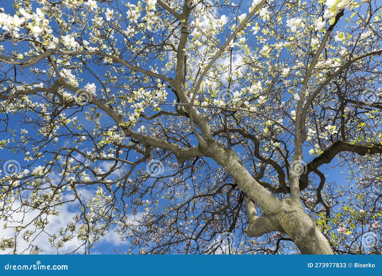 Magnolia Tree in Full Bloom in Early Spring Stock Image - Image of ...