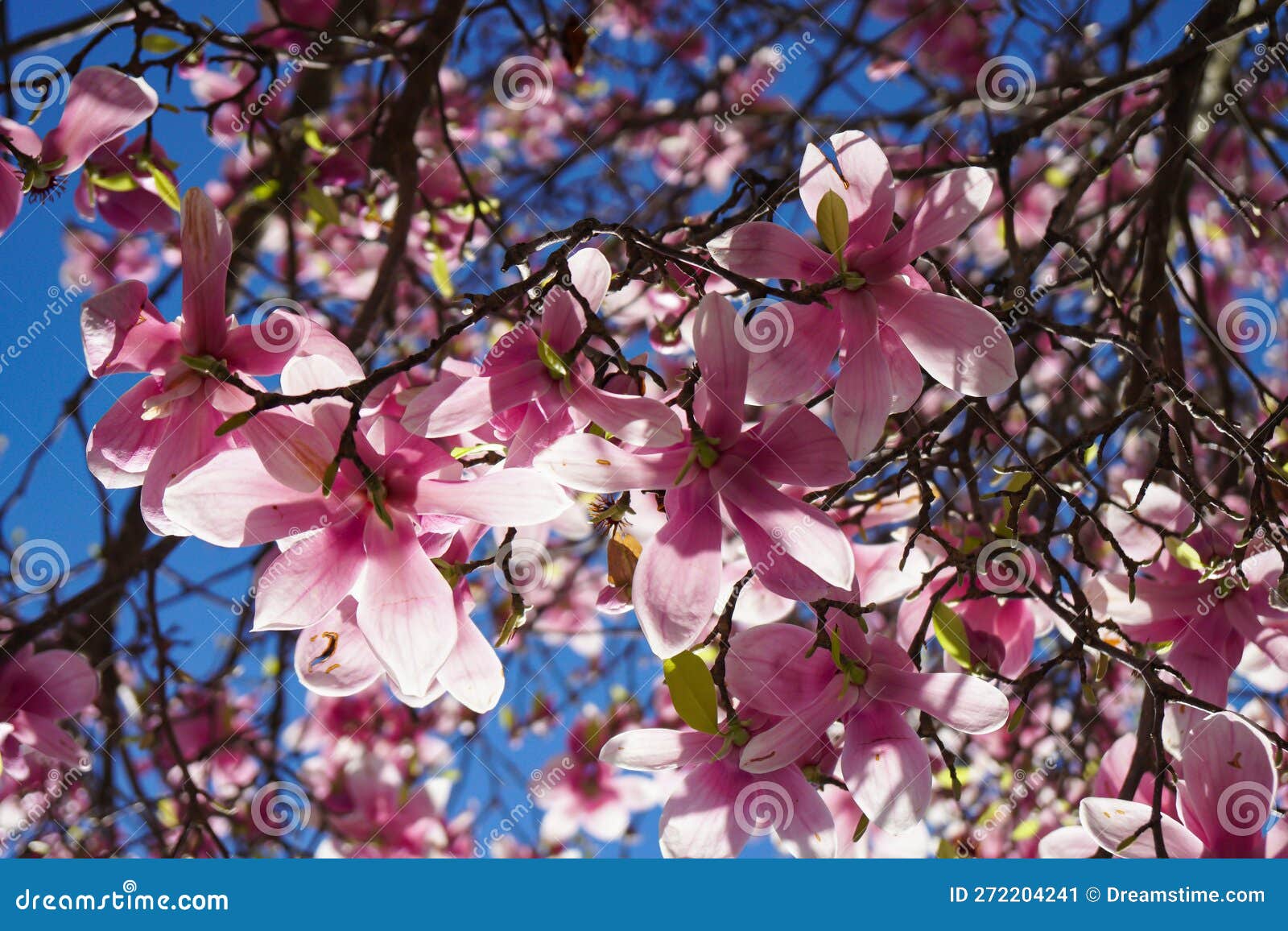 Magnolia Tree Liliiflora Lily Magnolia Spring Istanbul Stock Image ...