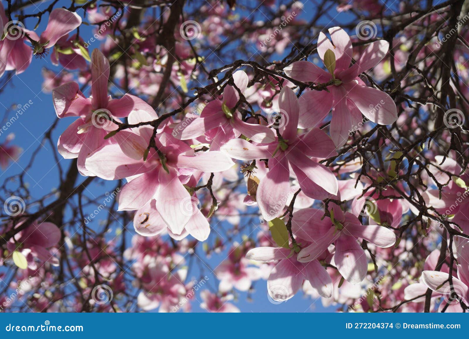 Magnolia Tree Liliiflora Lily Magnolia Spring Istanbul Stock Photo ...