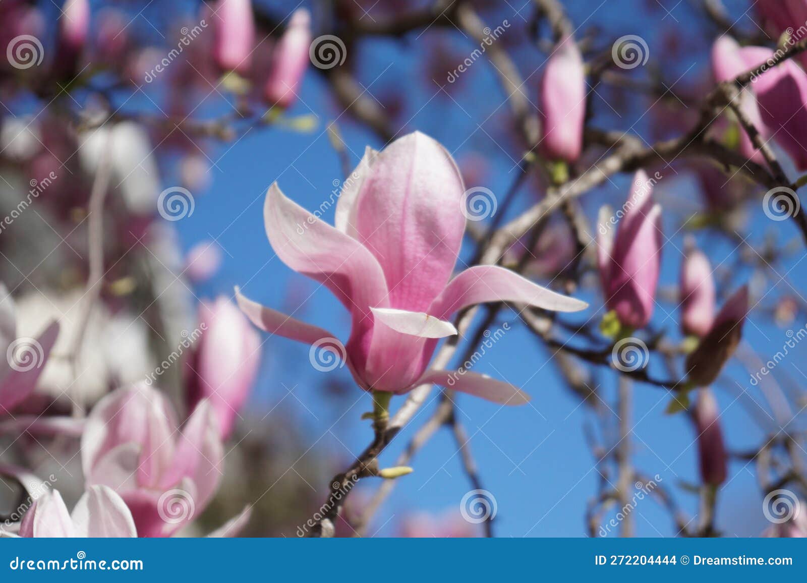 Magnolia Tree Liliiflora Lily Magnolia Spring Istanbul Stock Photo ...