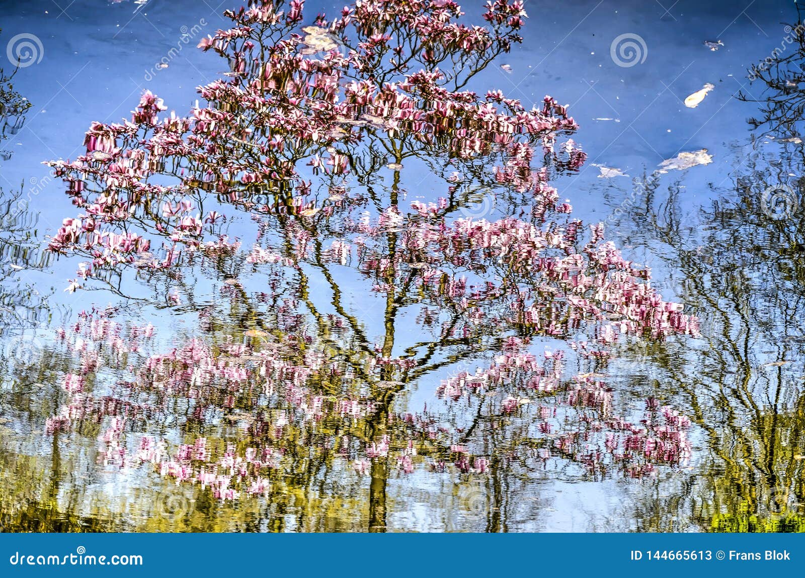 Magnolia tree reflecting stock image. Image of netherlands - 144665613