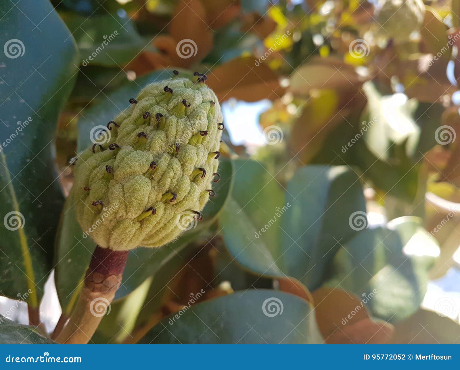 Magnolia tree seed stock photo. Image of yellow, colored - 95772052