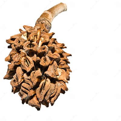 Magnolia Tree Seed Pod stock image. Image of detail, tree - 11250295