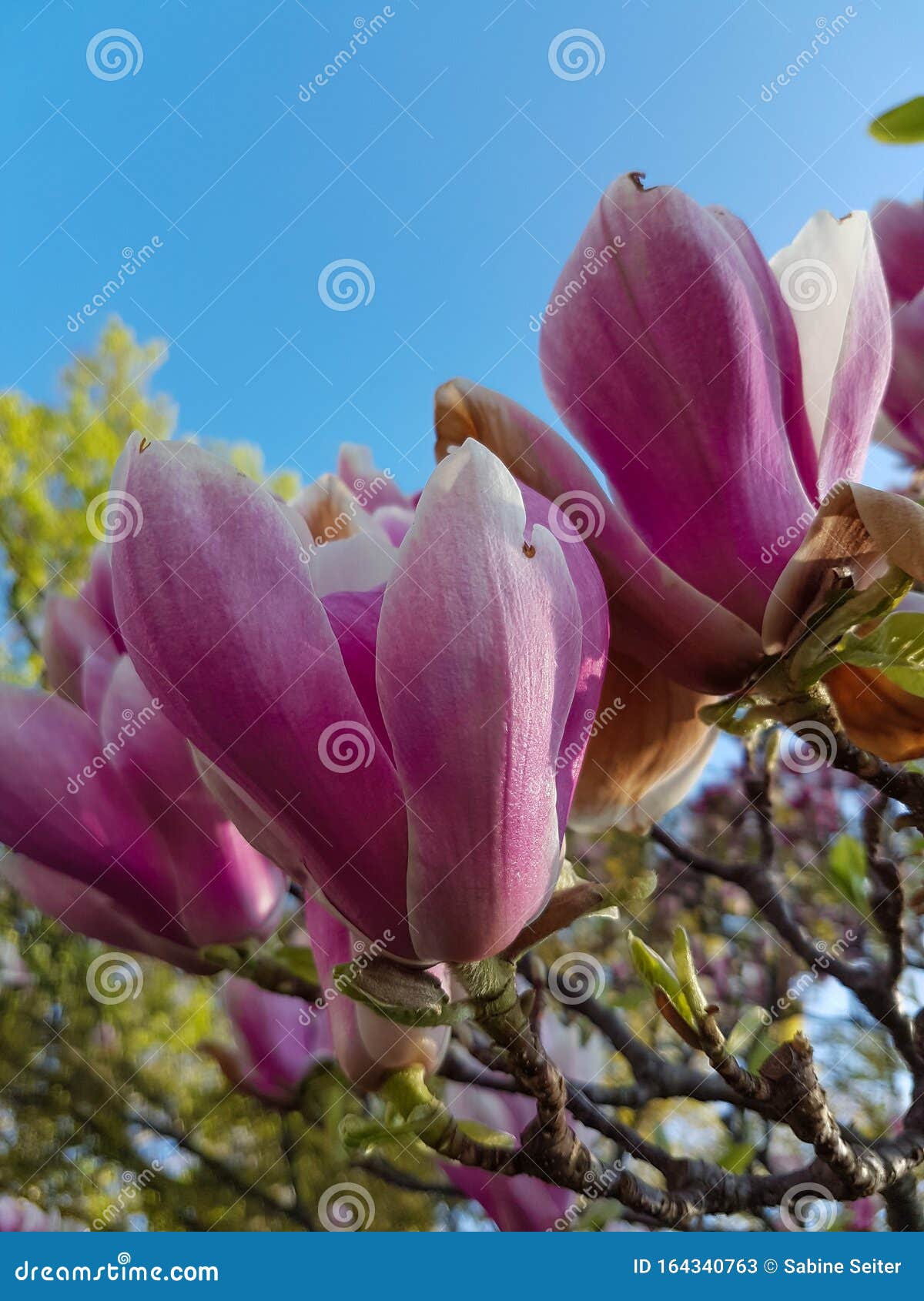 Blossoms Magnolia Tree in Spring Stock Image - Image of gardening ...