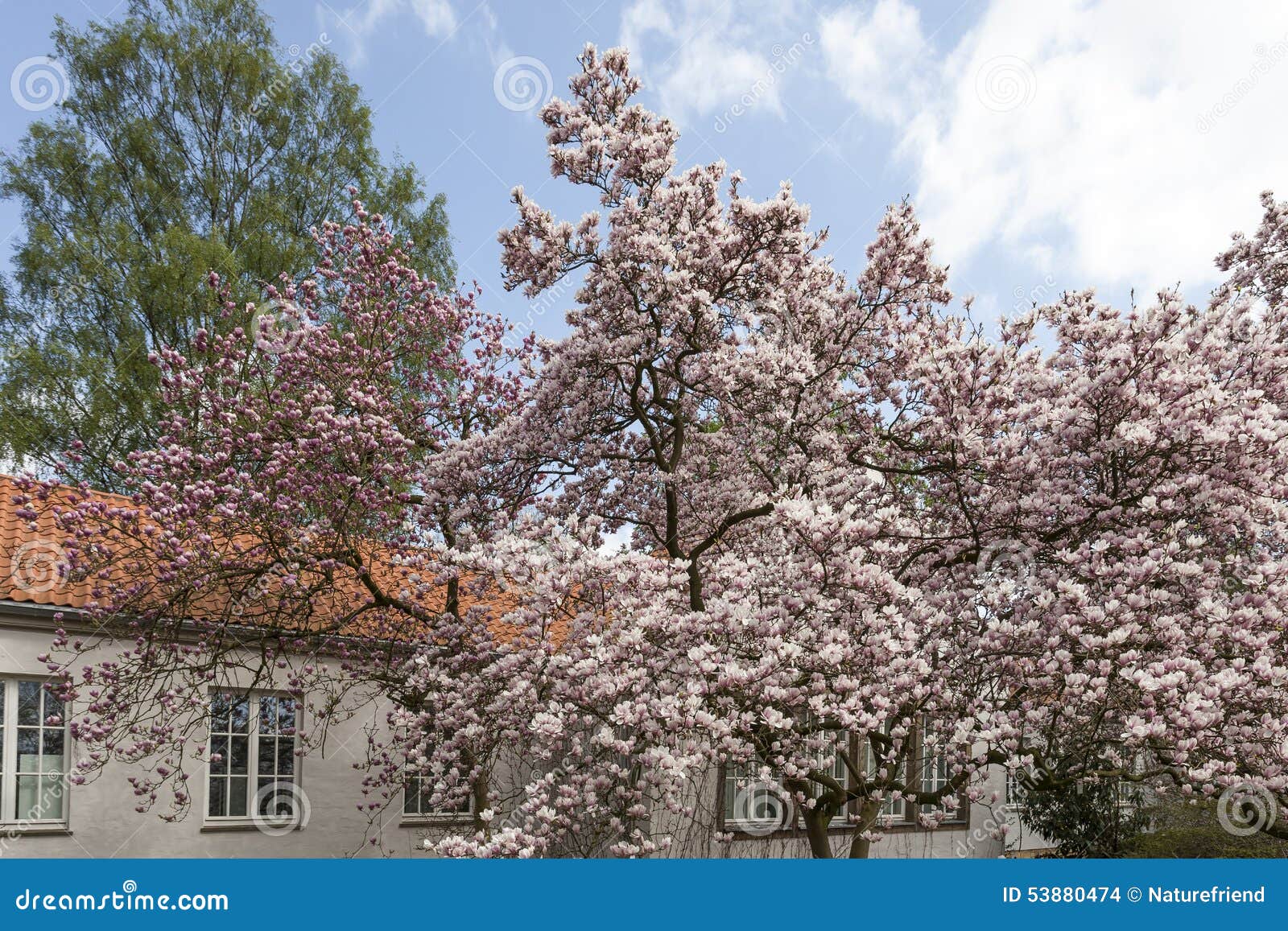 Magnolia tree in spring stock photo. Image of magnolia - 53880474