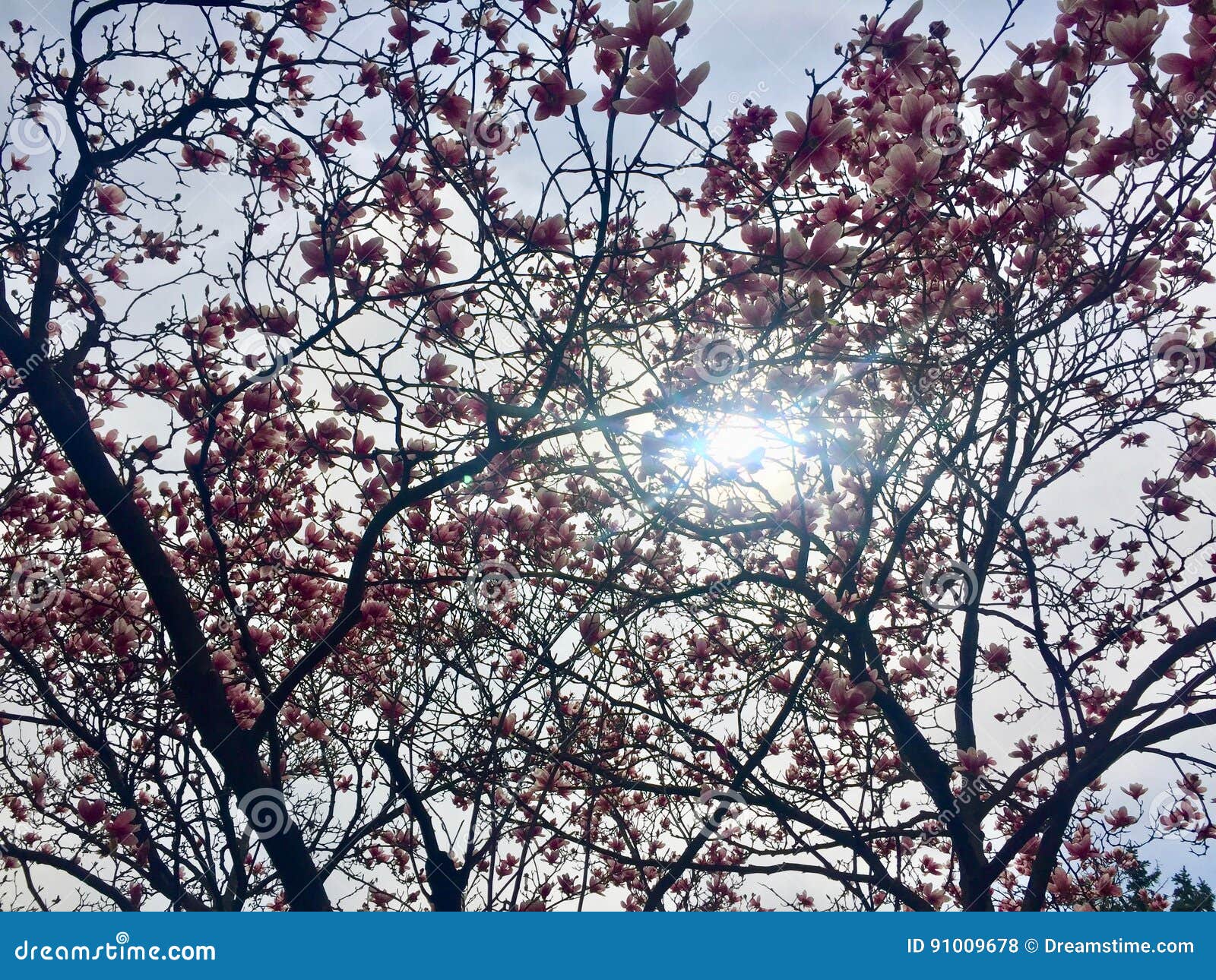 Magnolia tree in sunlight stock photo. Image of heads - 91009678
