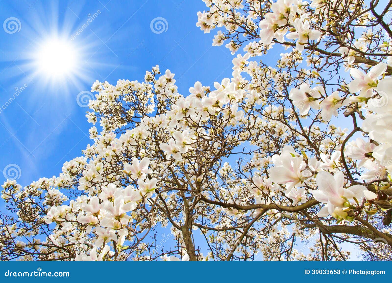 Magnolia Tree on a Sunny Day Stock Photo - Image of flower, garden ...