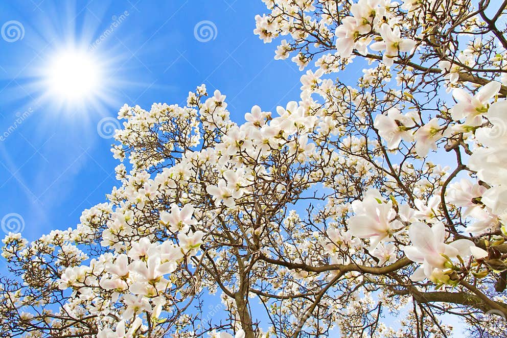 Magnolia Tree on a Sunny Day Stock Photo - Image of flower, garden ...
