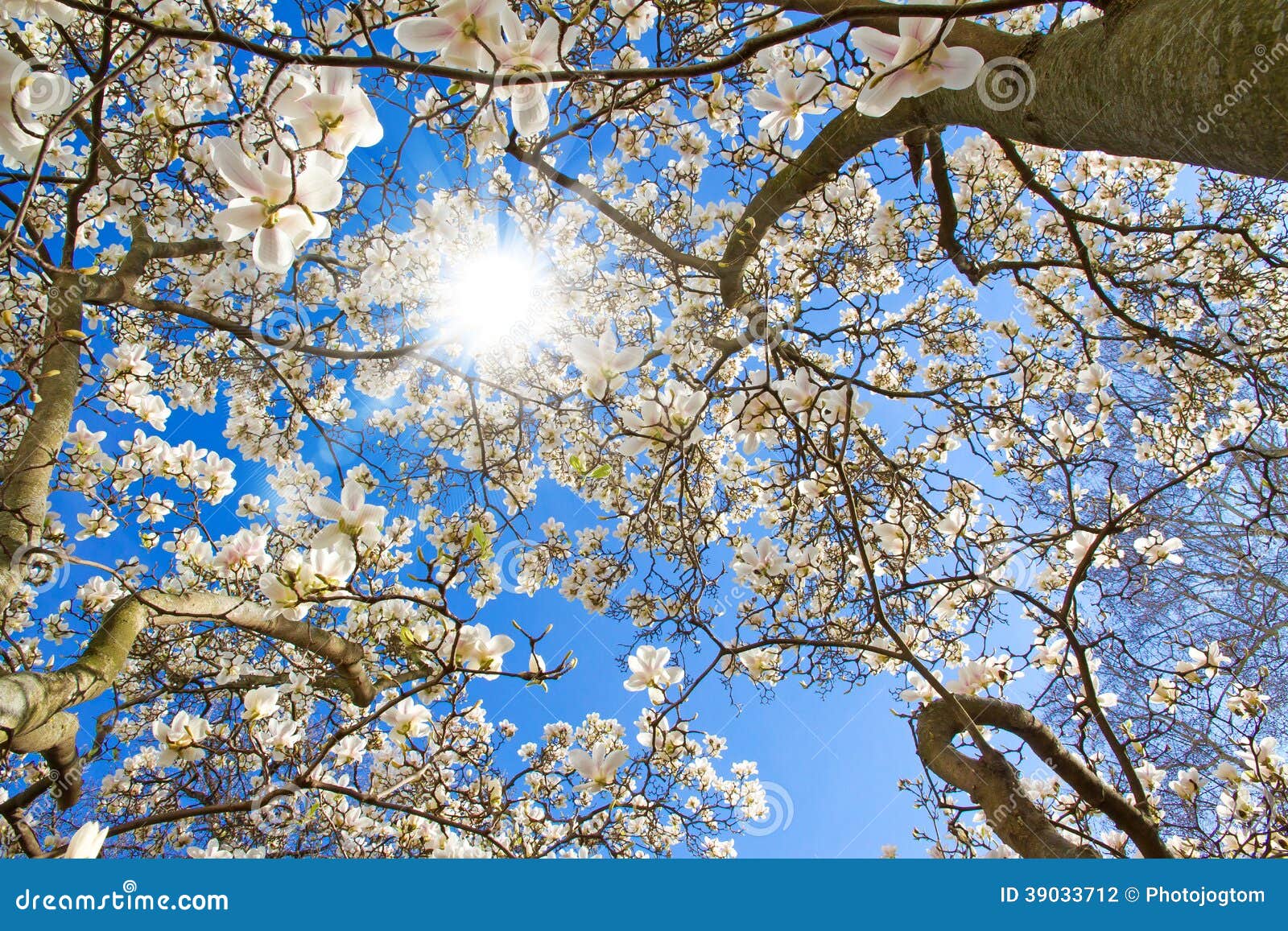 Magnolia Tree on a Sunny Day Stock Photo - Image of blooming, flowers ...