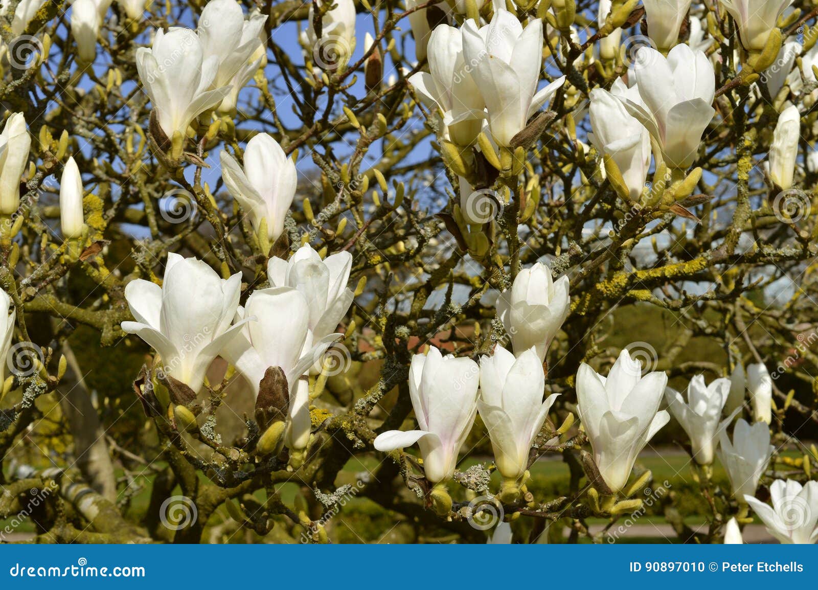 Magnolia Tree White Flowers Stock Photo - Image of spring, europe: 90897010