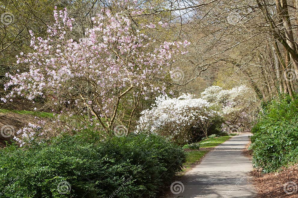 Magnolia Trees and Path in a Park Stock Photo - Image of path ...