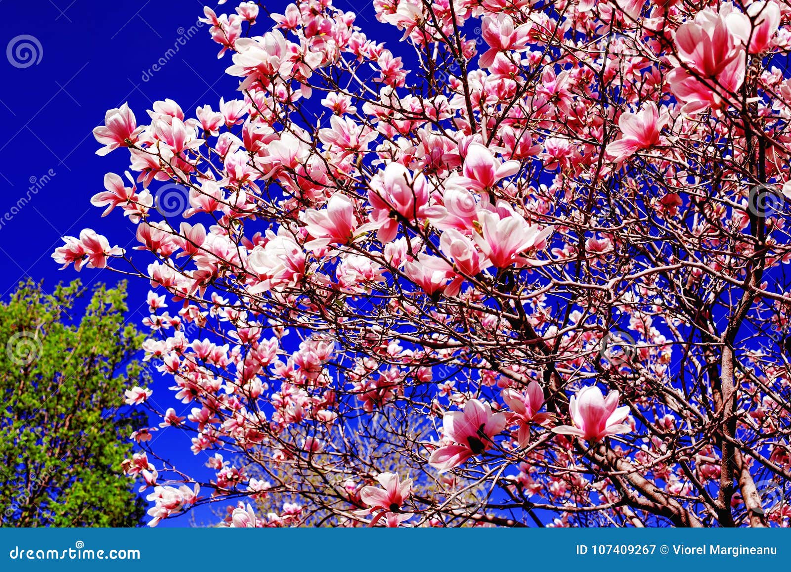 Magnolia Trees in Spring. Amazing Spring Landscape with Magnolia Plants ...