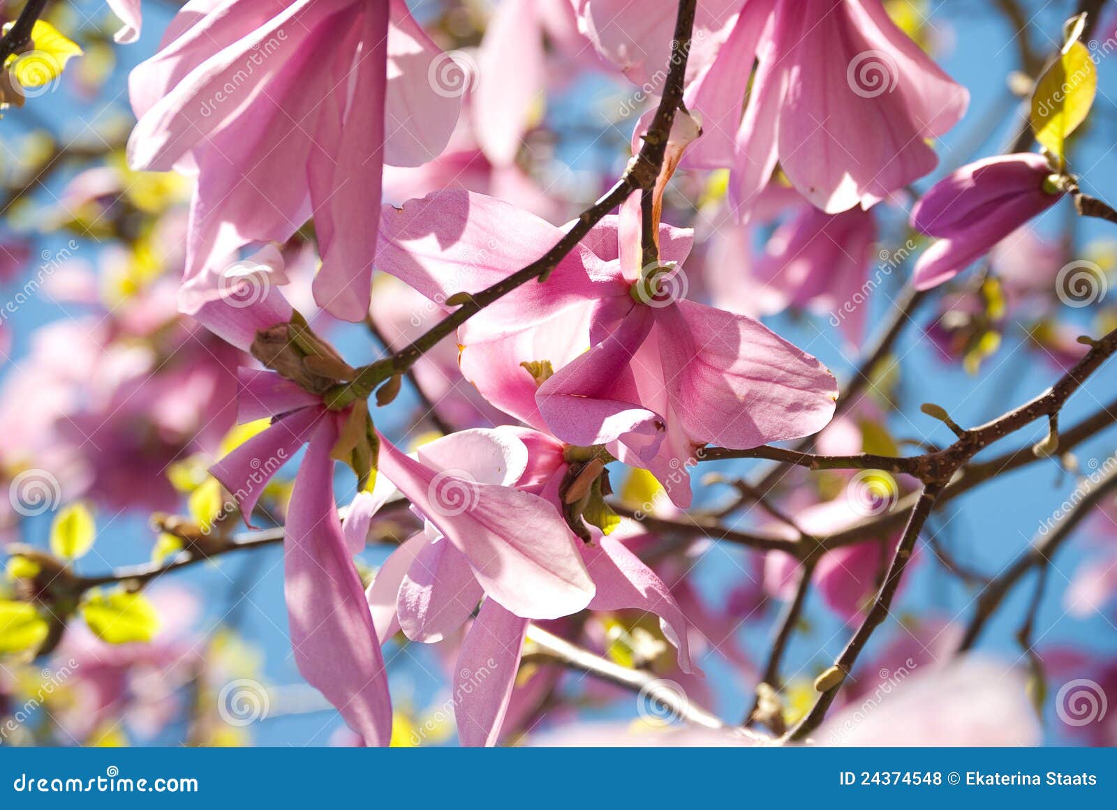 Magnolia tulip tree stock photo. Image of garden, plant - 24374548