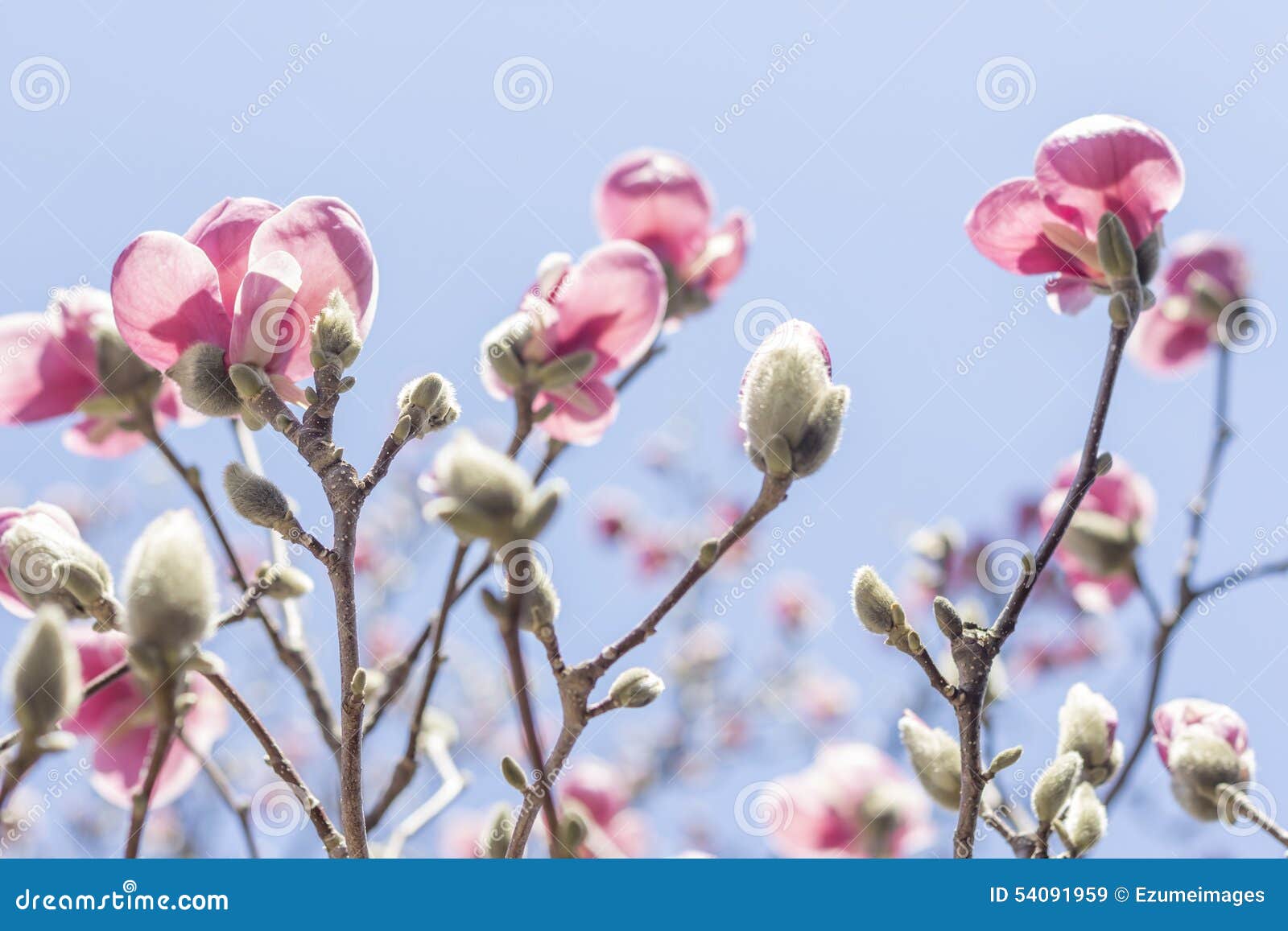 Magnolia Tulip Tree stock image. Image of closeup, tulip - 54091959