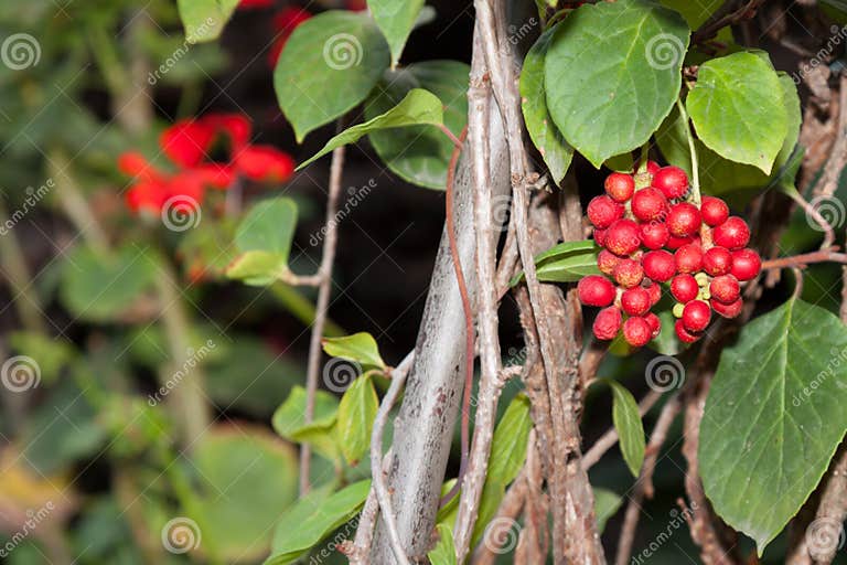 Magnolia vine stock photo. Image of tree, rural, botany - 33323506