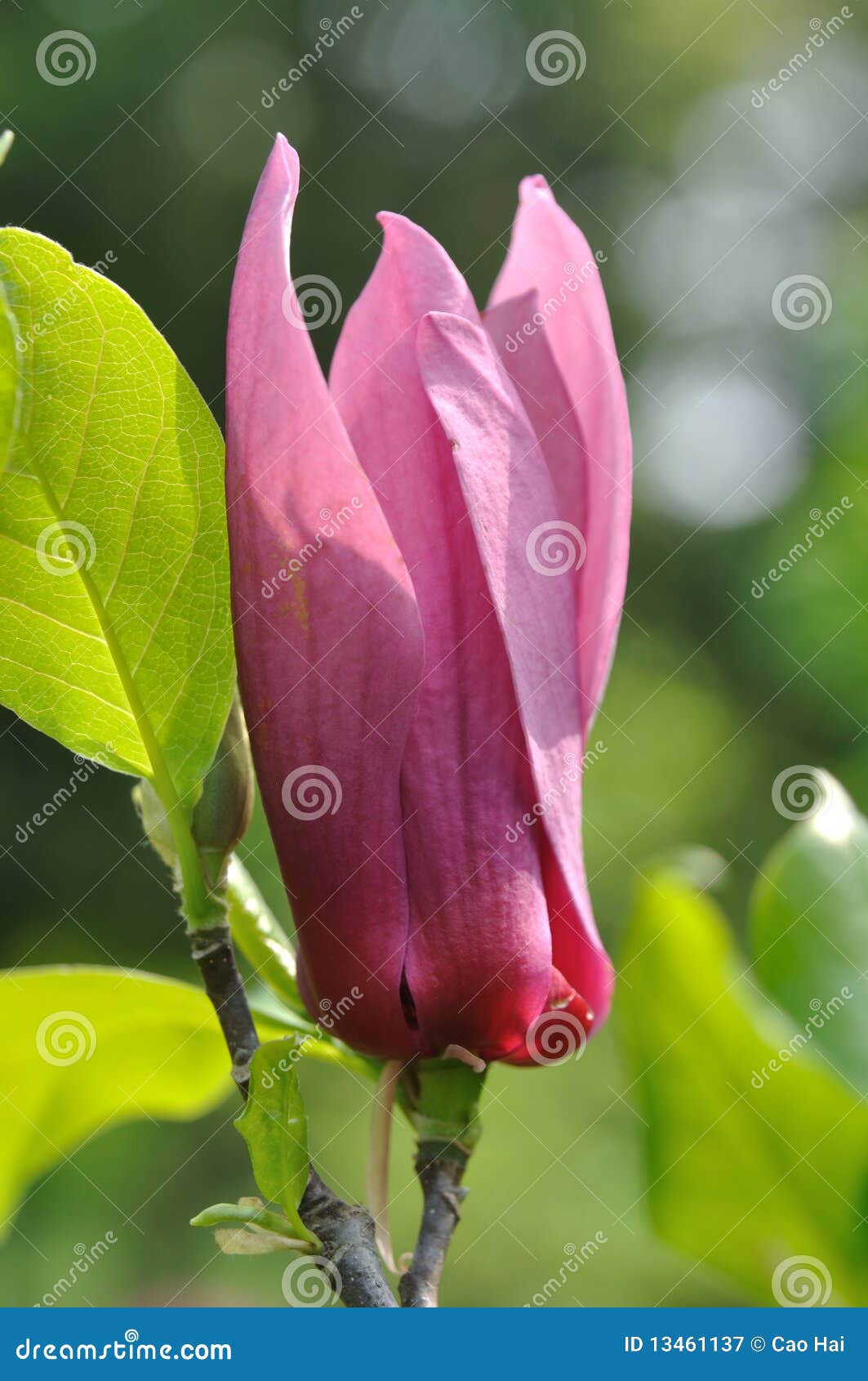 Magnoliaceae flower stock image. Image of pruple, polytepala - 13461137