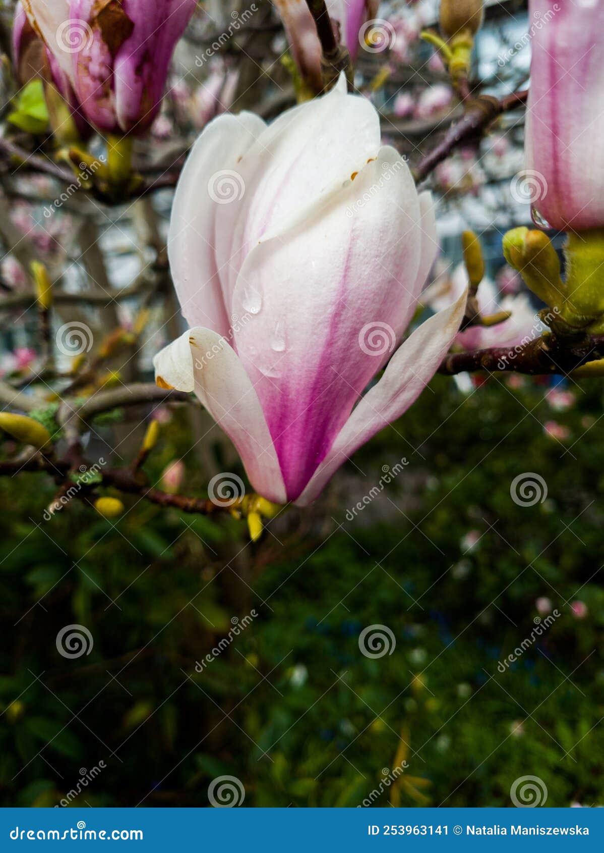 Spring time for magnolias stock image. Image of begining - 253963141