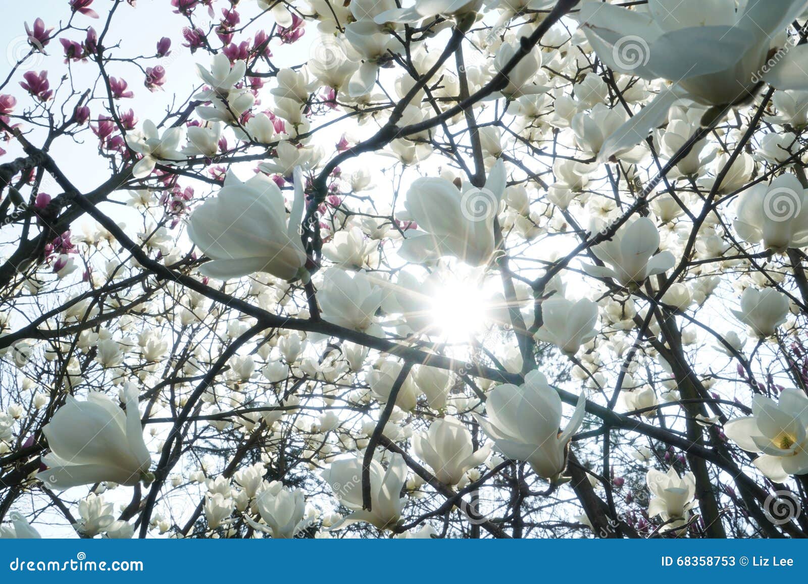 Magnolias and Sunshine stock image. Image of bloom, sensuality - 68358753
