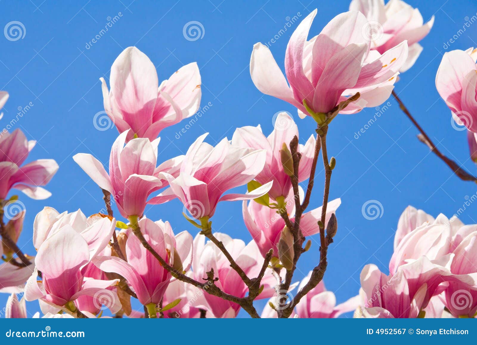 Magnolie-Baum stockbild. Bild von magnolien, himmel, blüte - 4952567