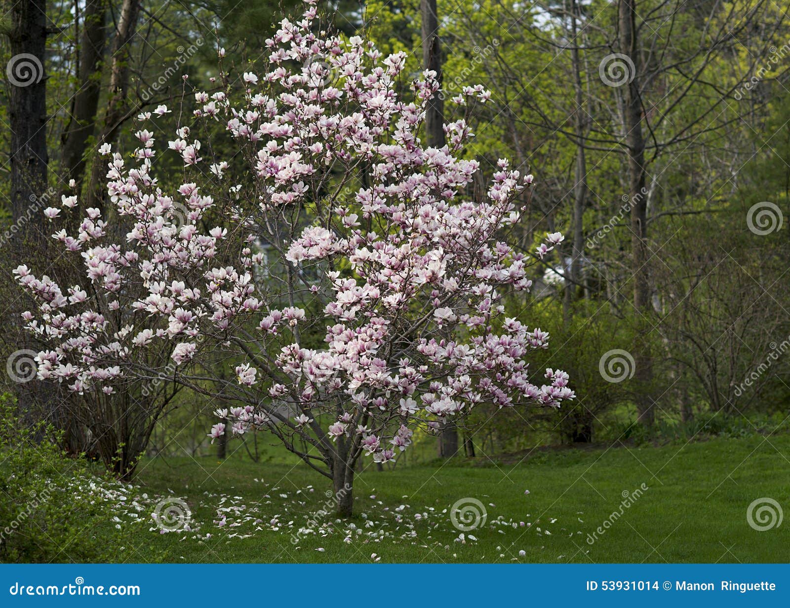 Magnolie-Baum in der Blüte stockfoto. Bild von blume - 53931014
