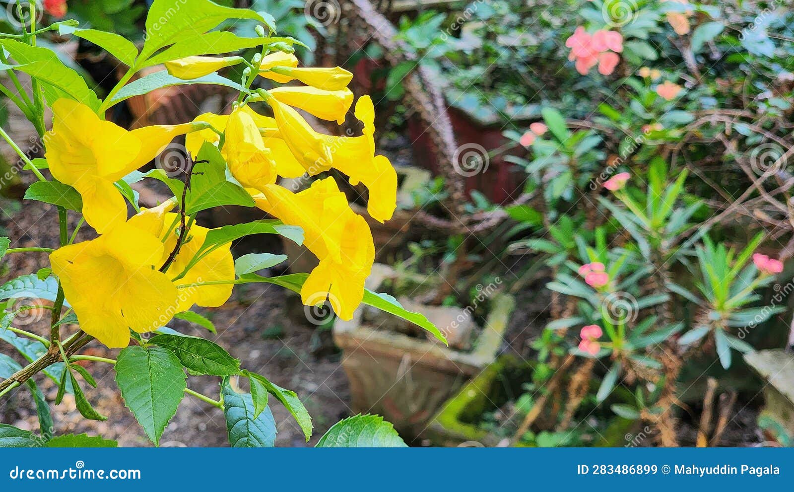 Magnoliophyta, Angiospermae, Alamanda Yellow Elder, Bunga Terompet ...