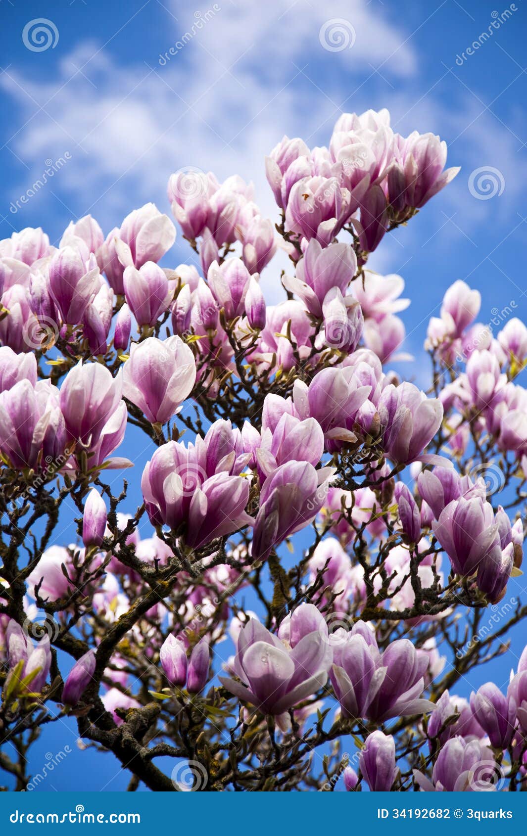 Magnoliowy drzewo zdjęcie stock. Obraz złożonej z drewno - 34192682