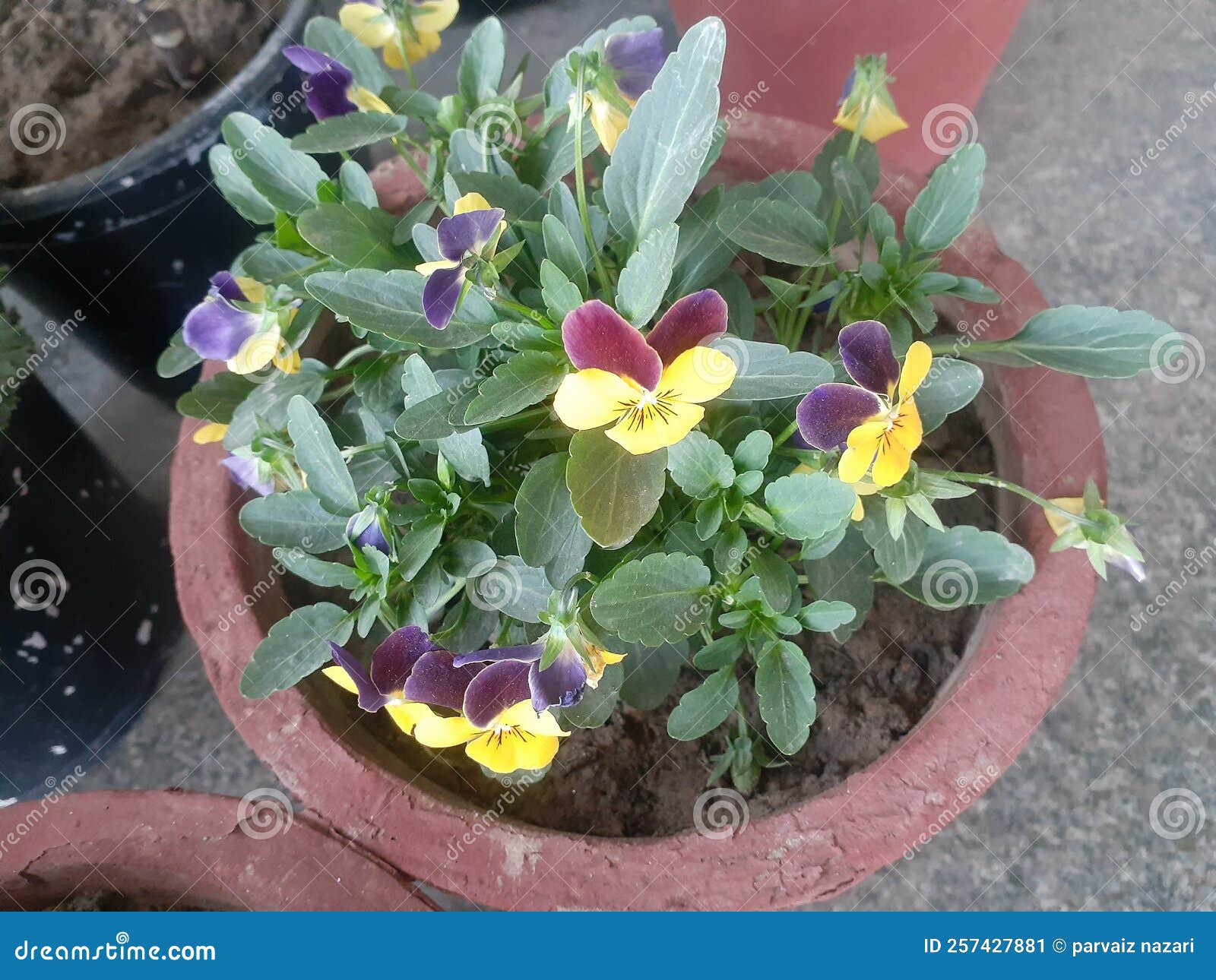 Magnum colour flower stock image. Image of magnum, produce - 257427881