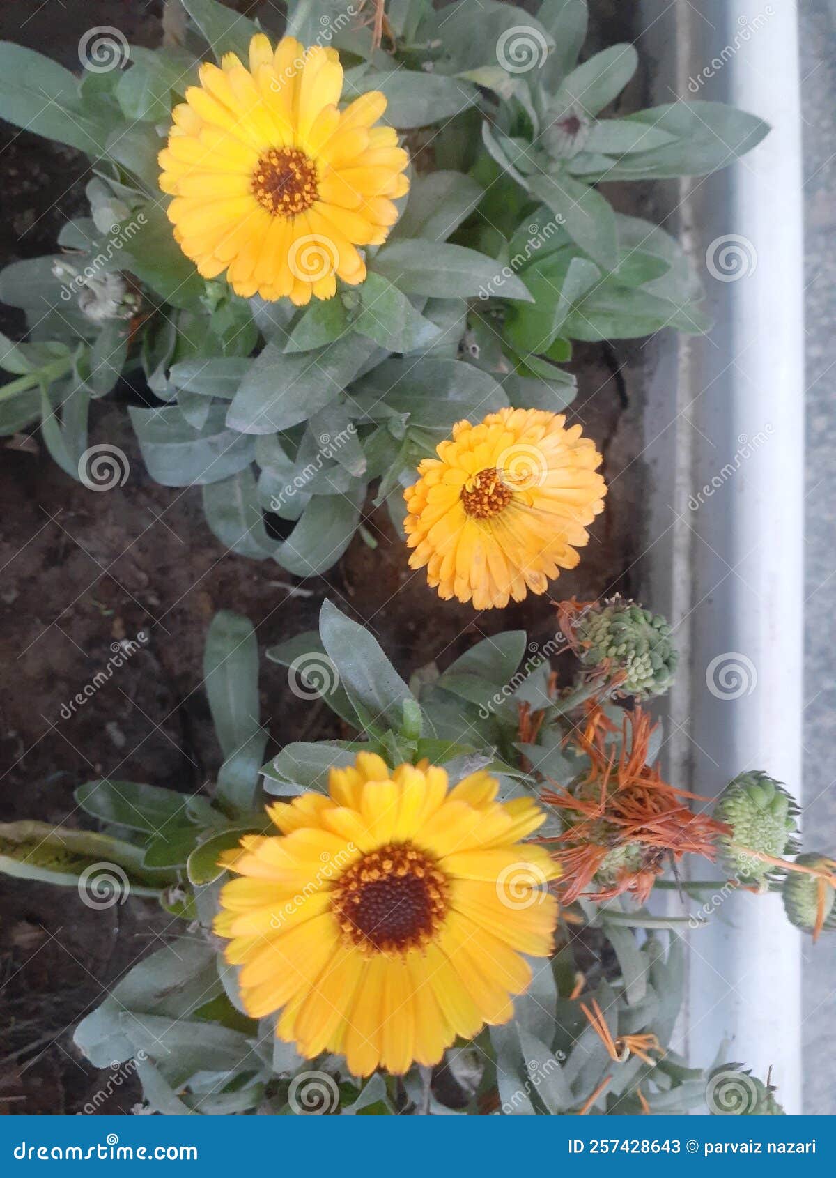 Magnum colour flower stock image. Image of bouquet, wildflower - 257428643