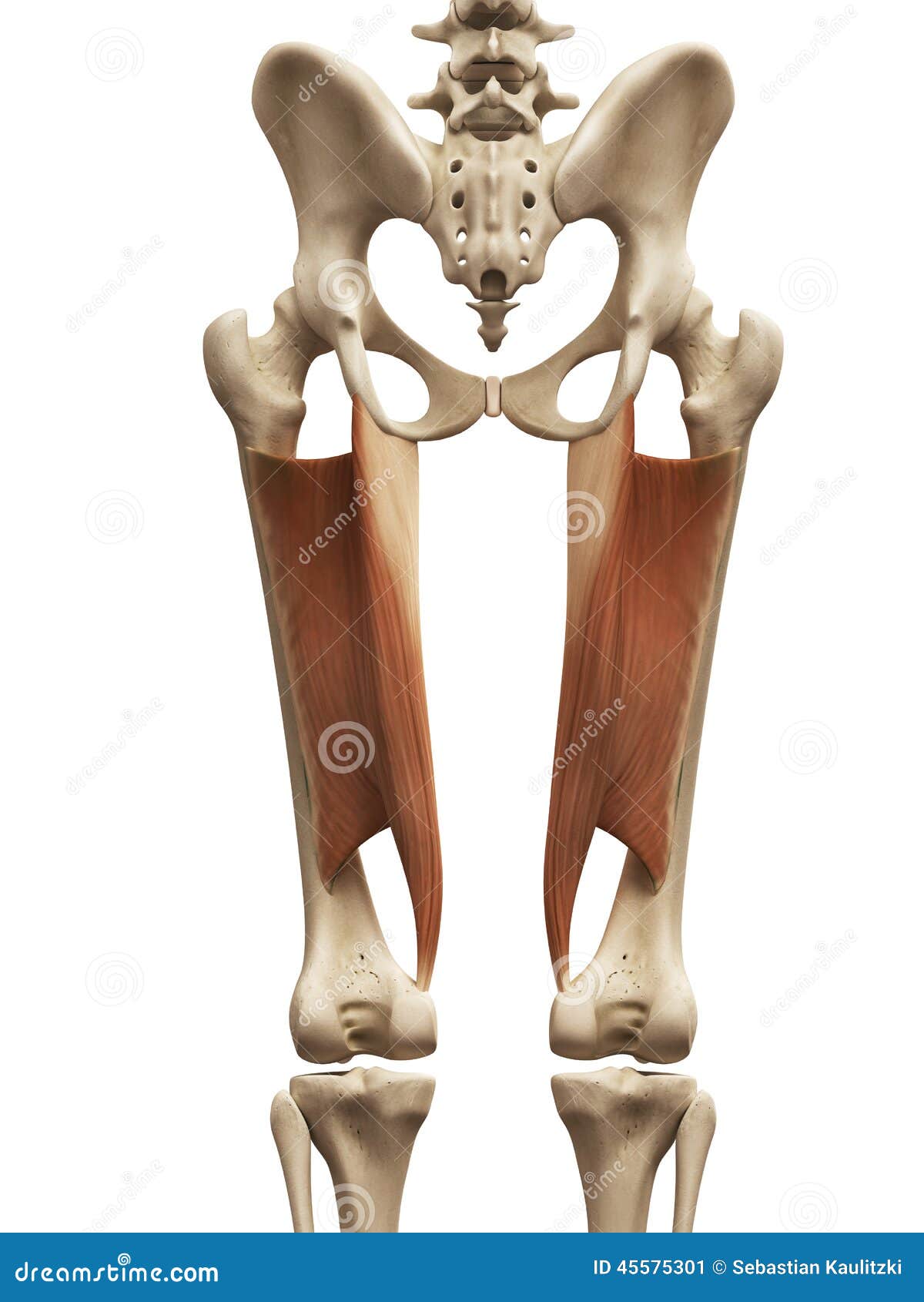 Magnus abduttore illustrazione di stock. Illustrazione di grafico ...