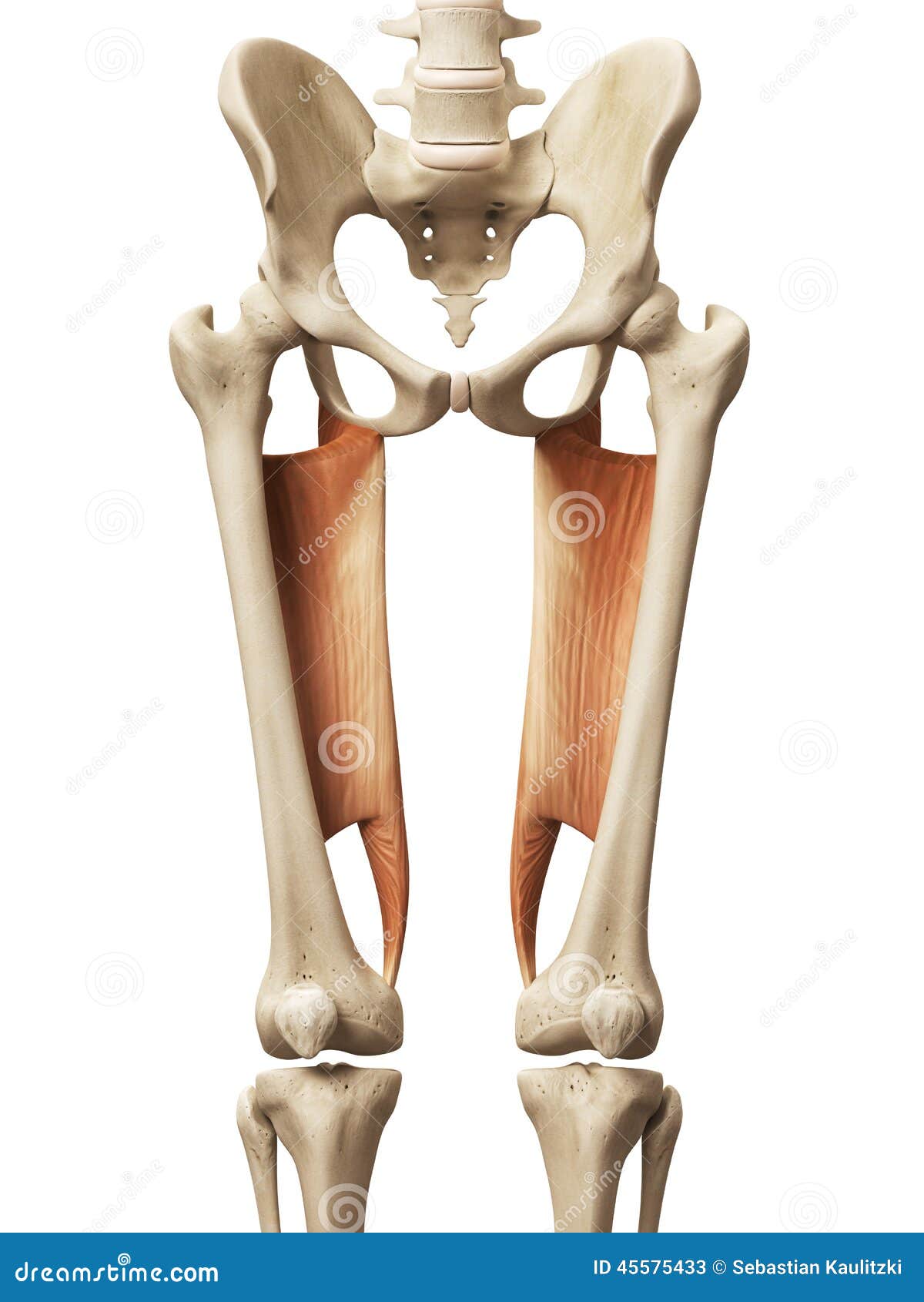 Magnus abduttore illustrazione di stock. Illustrazione di salute - 45575433